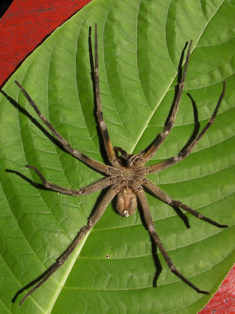 Quaoar Power Zoo: wandering spider (Phoneutria boliviensis) - Montezuma ...