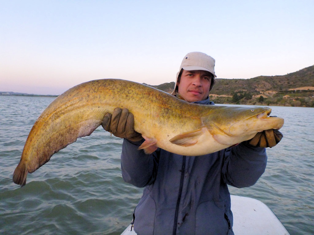 Wędkarskie przygody Tomaszka: Sumy, sumy