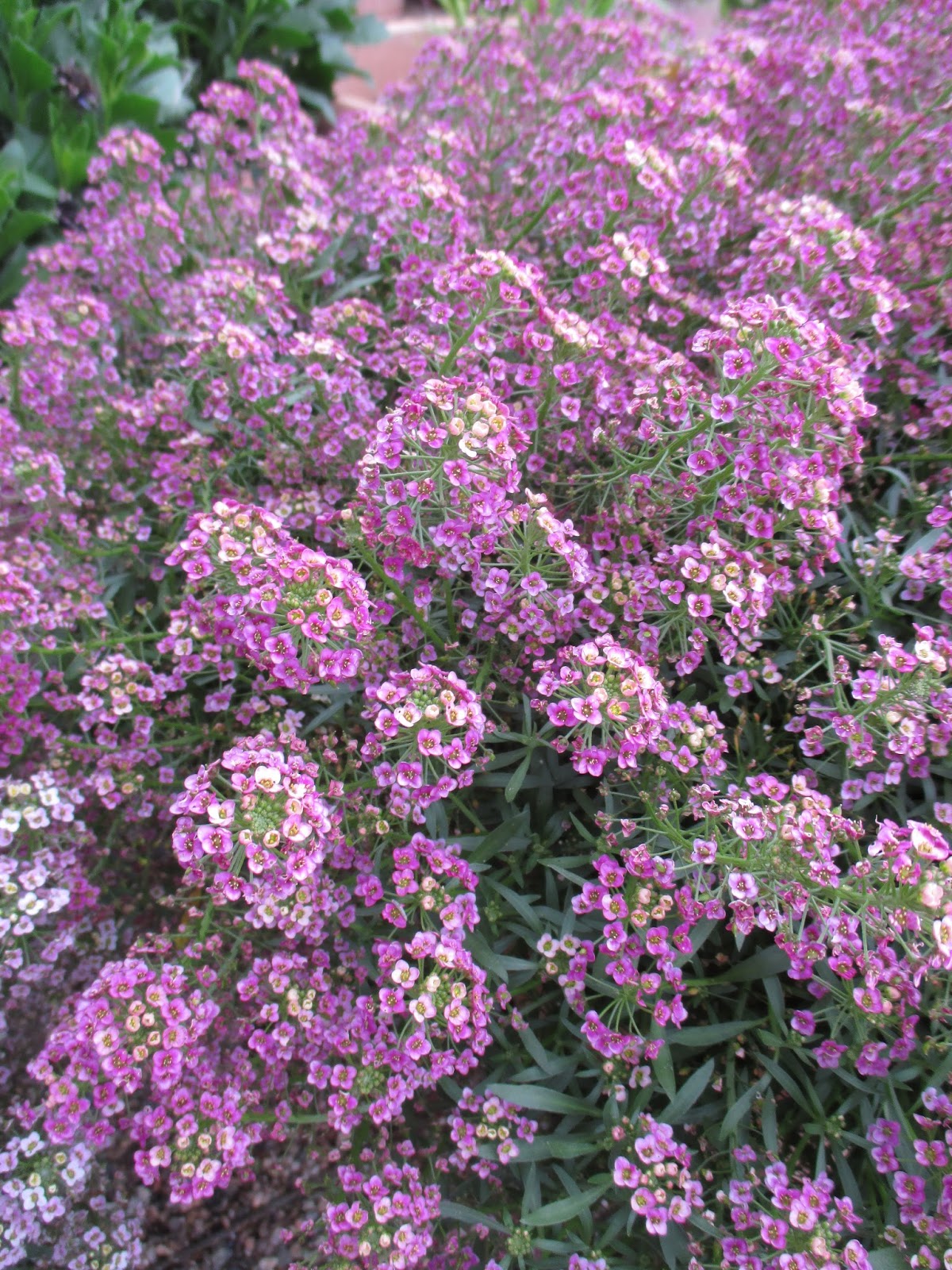 Sweet Alyssum (Lobularia) - Rotary Botanical Gardens