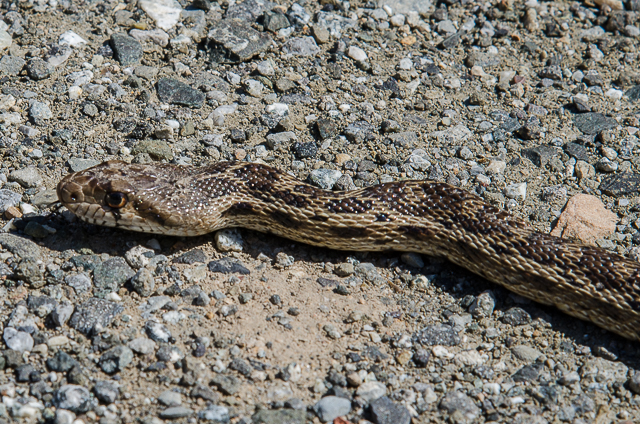 Dipper Ranch: It Was A Brown Snake