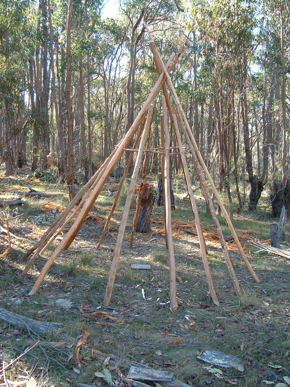 A Woodsrunner's Diary: Working on a Wigwam for a Winter Shelter.