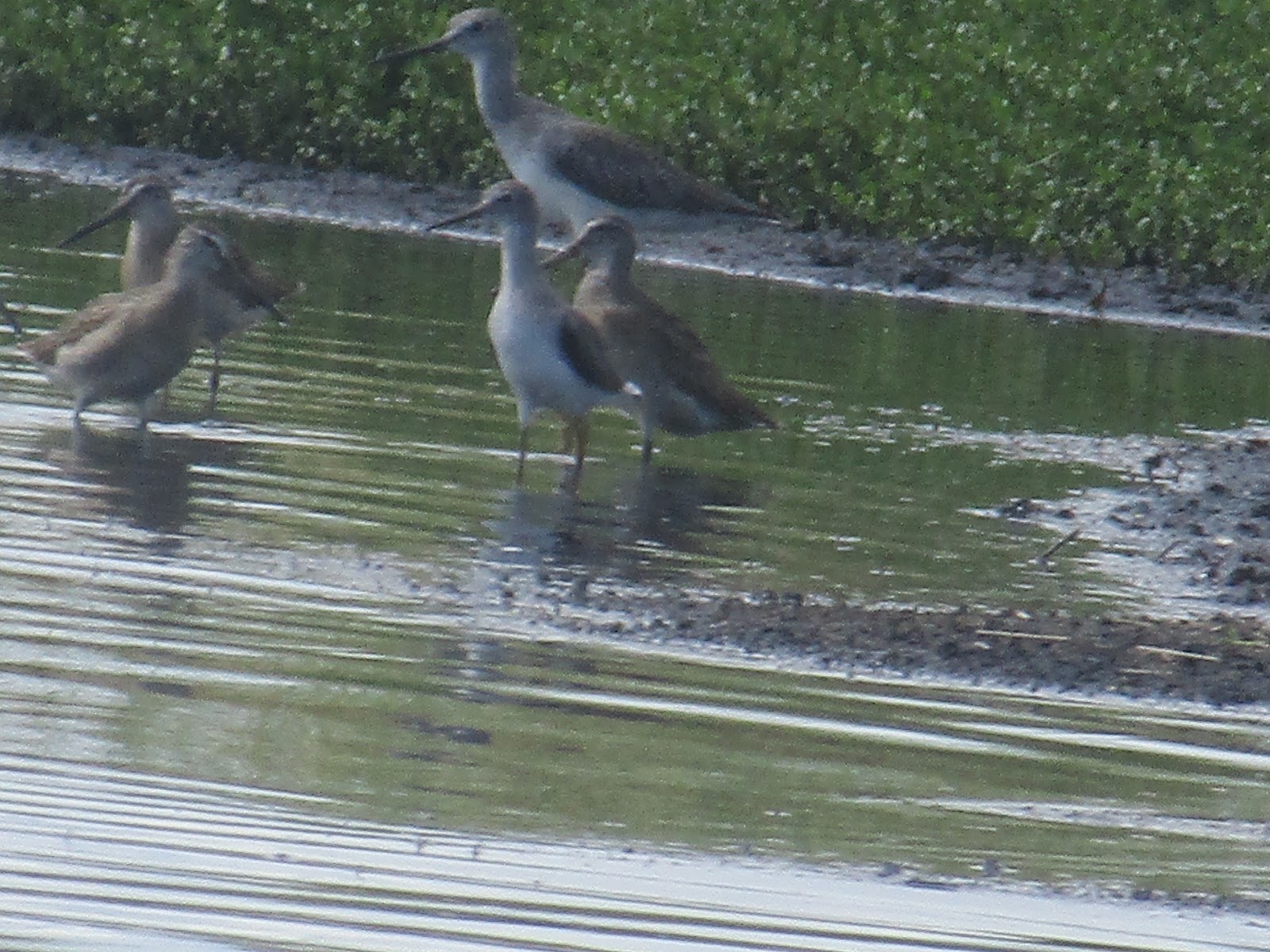 Dave's Yak Tales: Bayou Sauvage National Wildlife Refuge