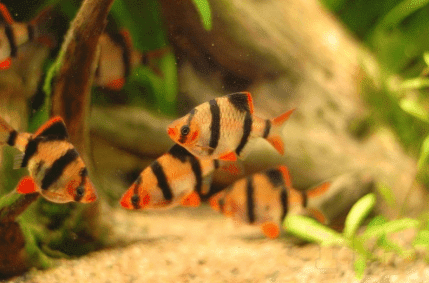 Ikan Sumatra - 5 Jenis Ikan Sumatra Beserta Harga dan Cara Budidayanya ...