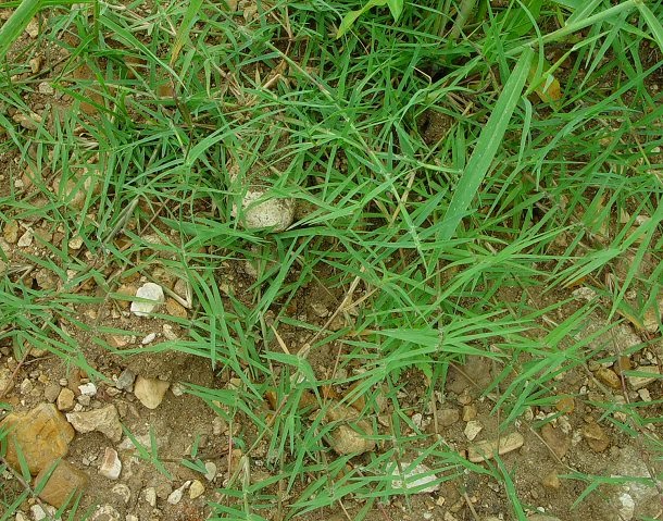 MEDICINAL PLANTS OF DWARKA: Cynodon dactylon