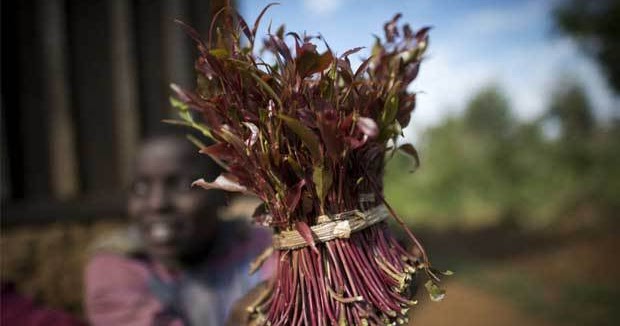 Somaliland begins importing Kenyan khat after Somali-Oromo conflict