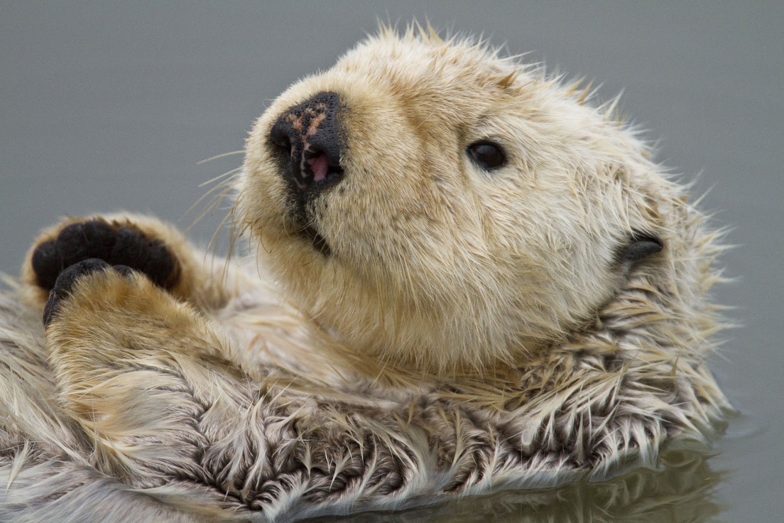 Amazing Sea Otter Sea Otter Facts Photos Information Habitats News Most Unbelievable