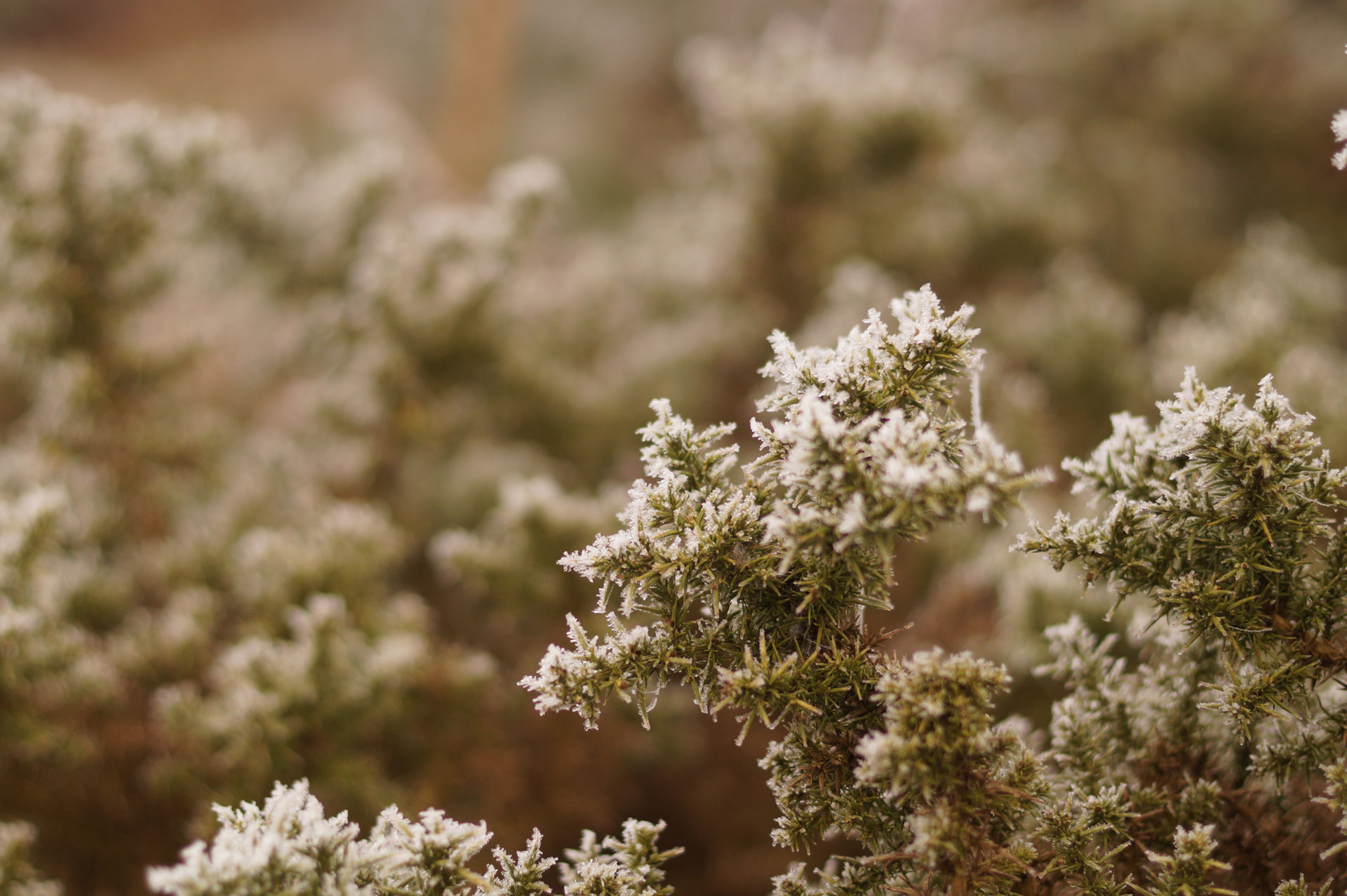 Frost pocket - Sophie in the Sticks