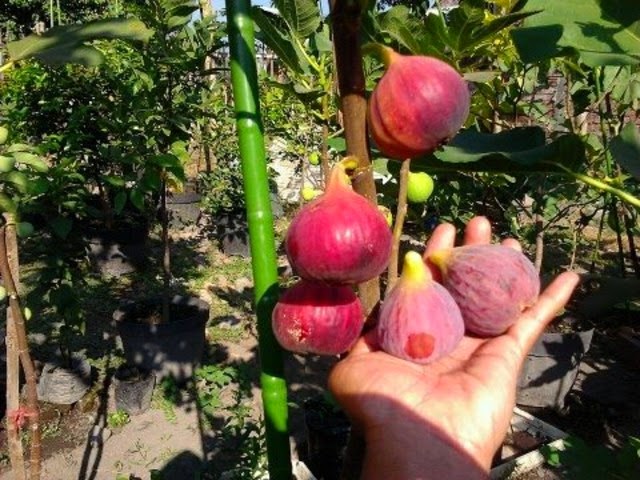 Mengenal pohon buah tin paling populer