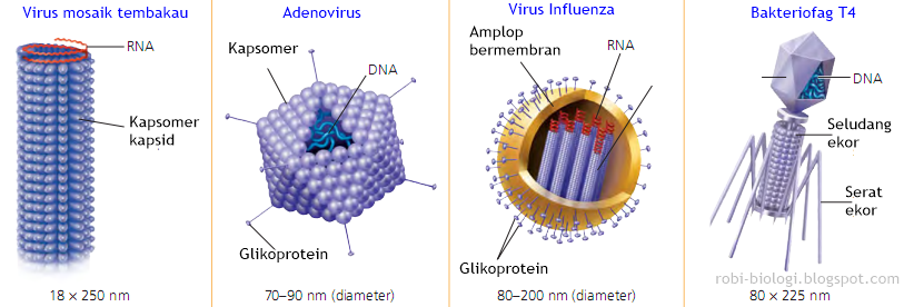 Ciri- ciri virus - BELAJAR BIOLOGI