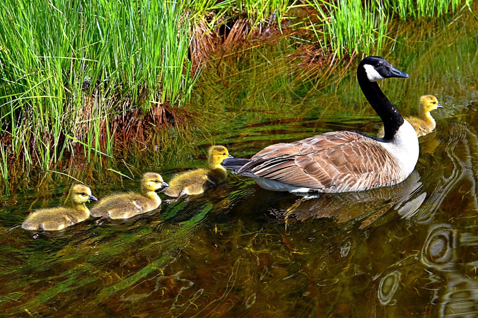 Den'sphotogallery: Canada Geese Portfolio