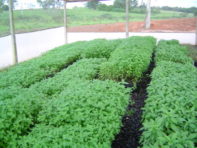 Tudo sobre o manjericão