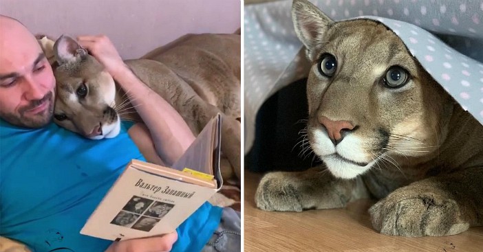 Meet Messi, The Rescued Puma [ Being Ron ]