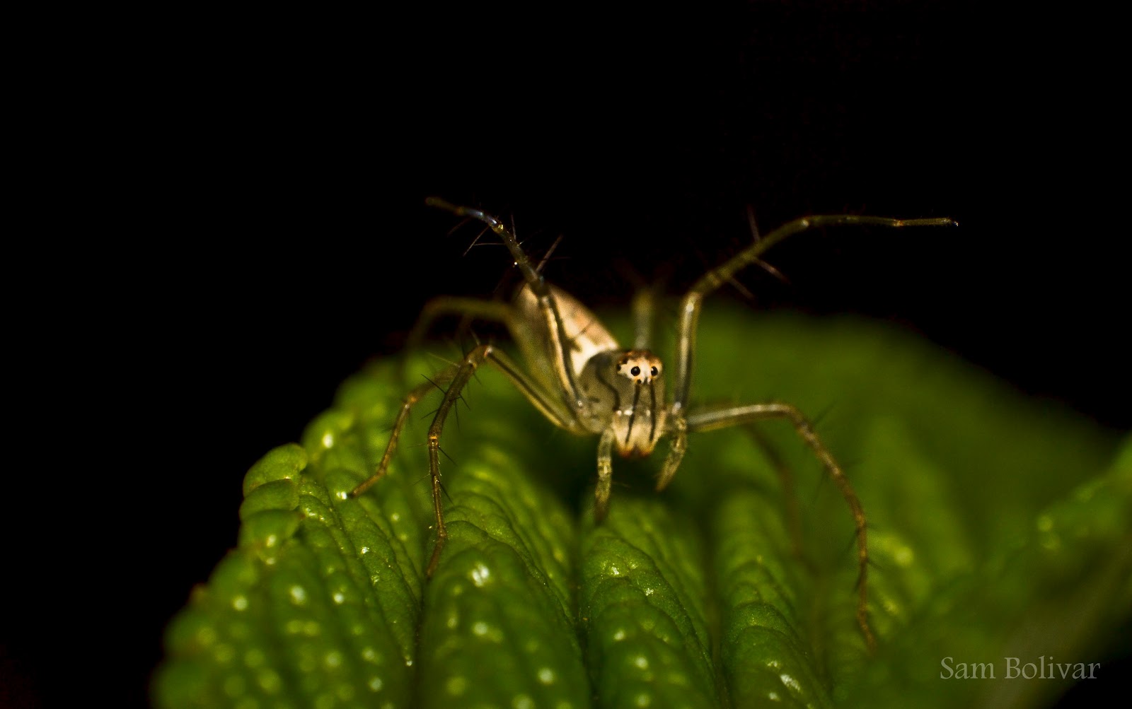 Insects Macro Photography: Tips and Tutorials