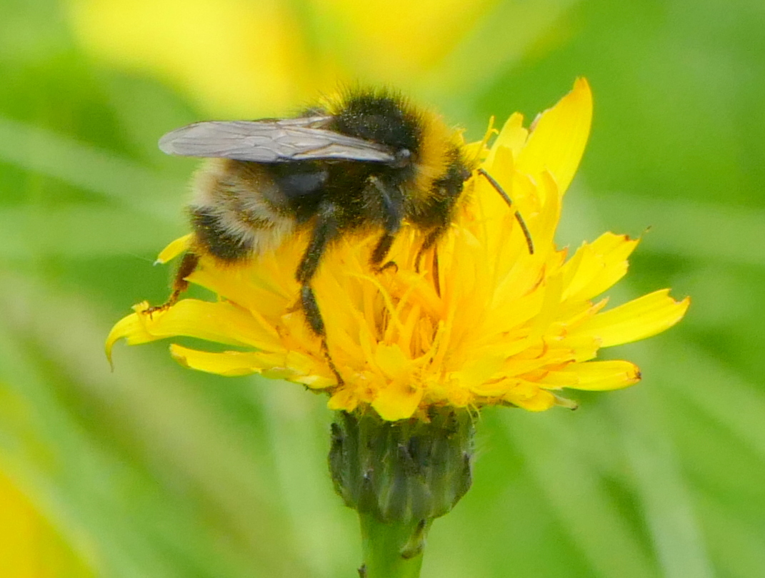 Peter Lovett's ramblings : Bumblebees; Common Carder bee, Forest cuckoo ...
