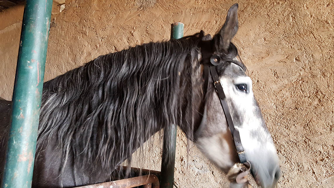 Le sel de la terre: Le Cheval Algérie