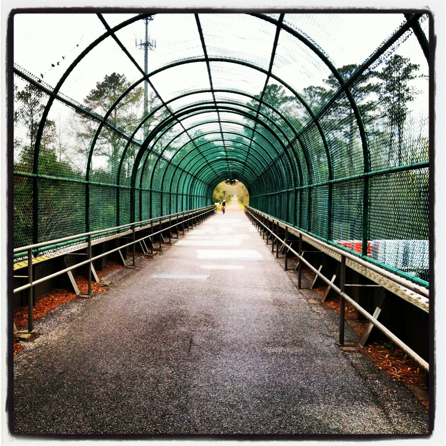 Artie Rawls Photography: Long Leaf Trace Walk