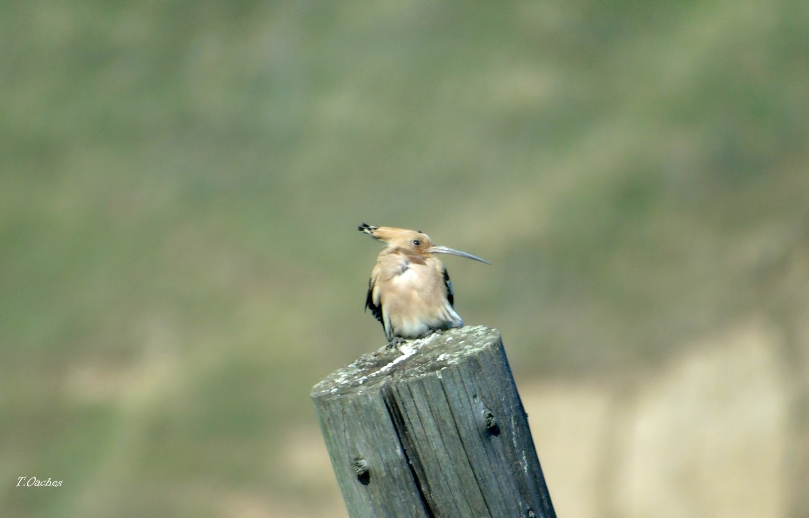 PASARI DIN ROMANIA: PUPAZA, Upupa epops
