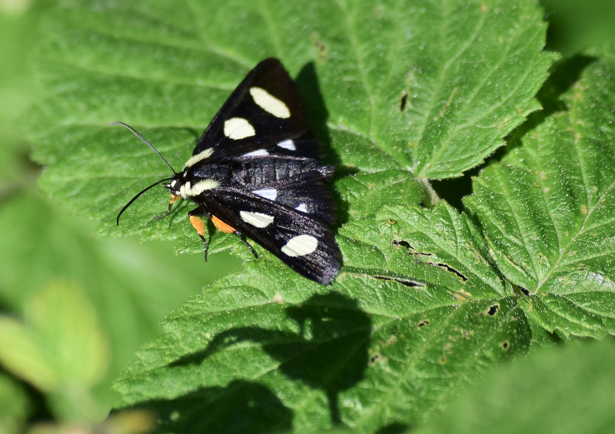 Jericho, Vermont Photos: Jericho, Vermont has cool bugs!