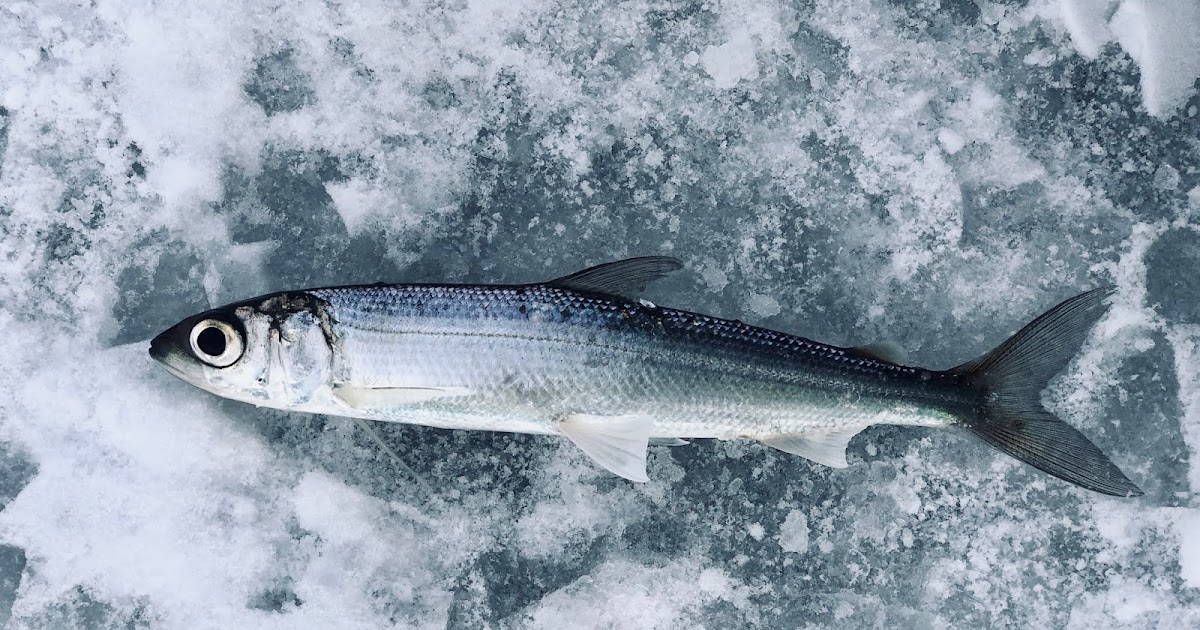 Lašišinės Lietuvos žuvys