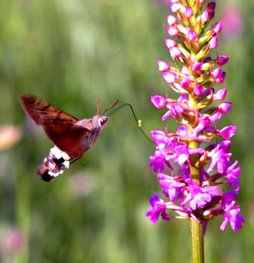 OrchidCraze: Orchids and Pollinators...together