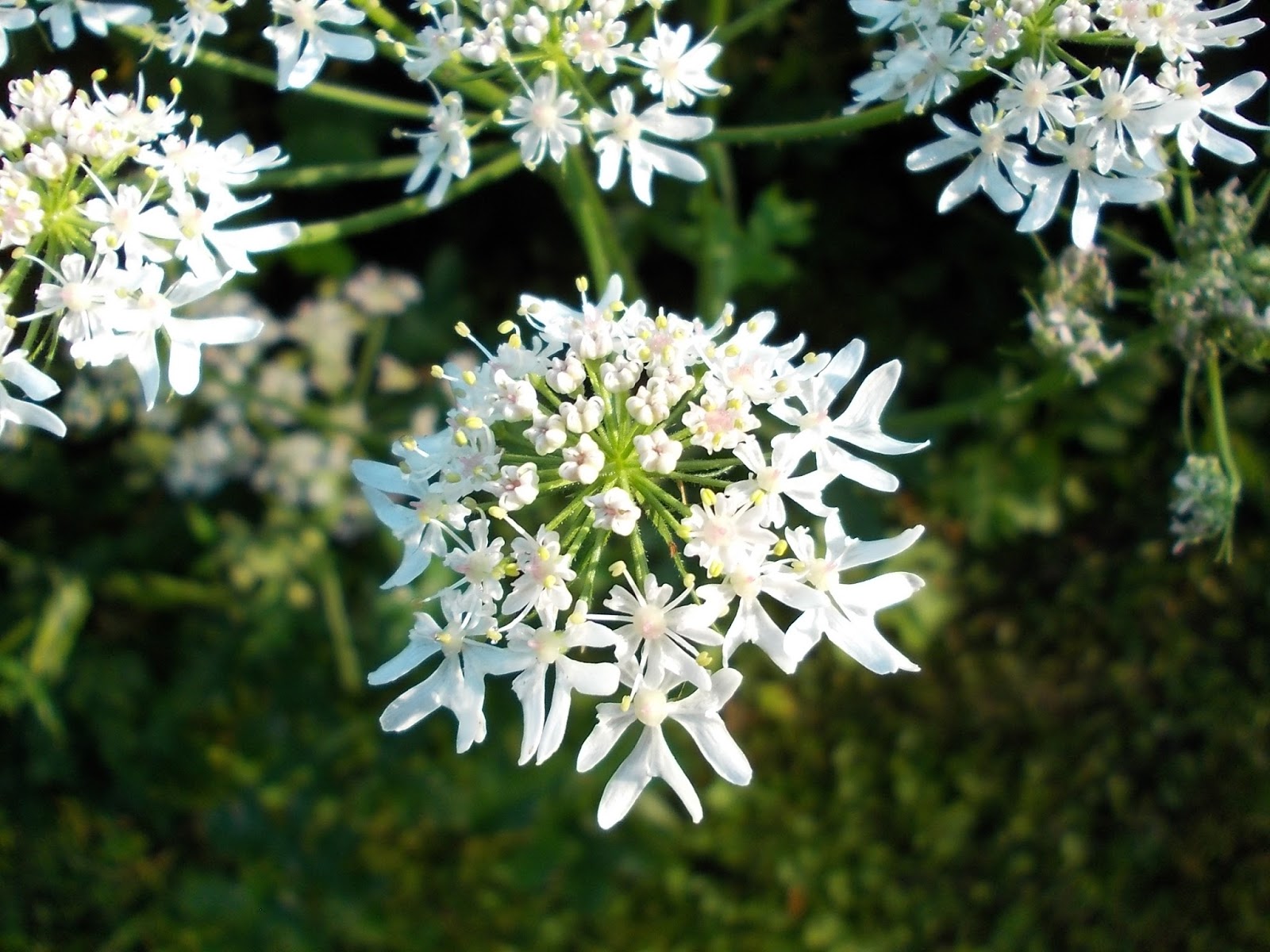 JARDINS DE SANTÉ: GRANDE BERCE