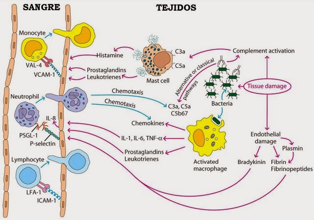 Doença de Crohn: novas perspectivas: Leucotrienos e lipoxinas