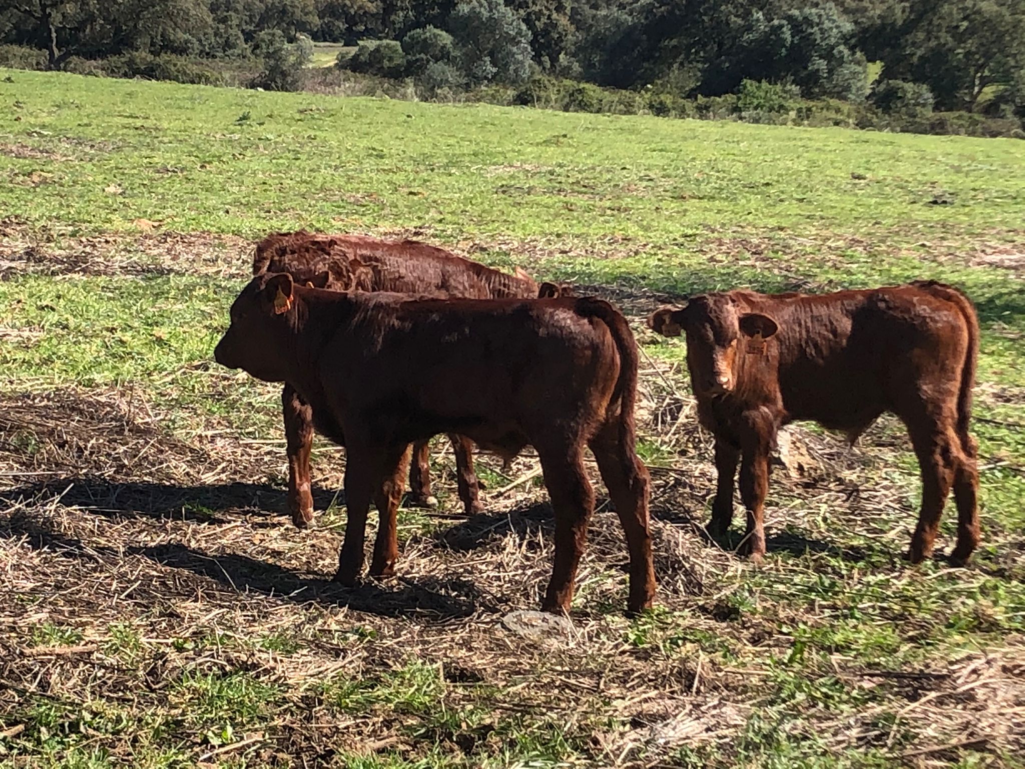 EL CUADERNO DE SILVESTRE: LA VACA RETINTA