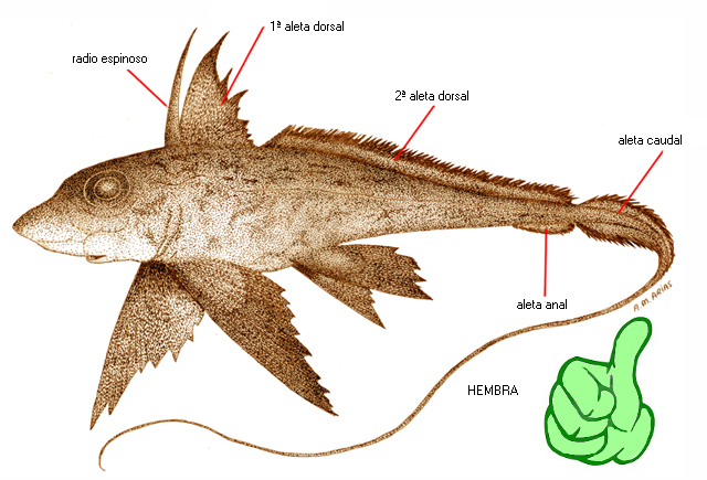 Condrictios, las fauces del mar
