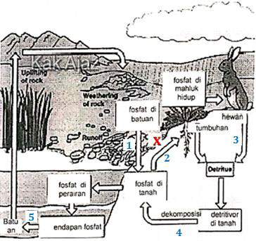 Pembahasan Biologi UN 2019 No. 6 - 10