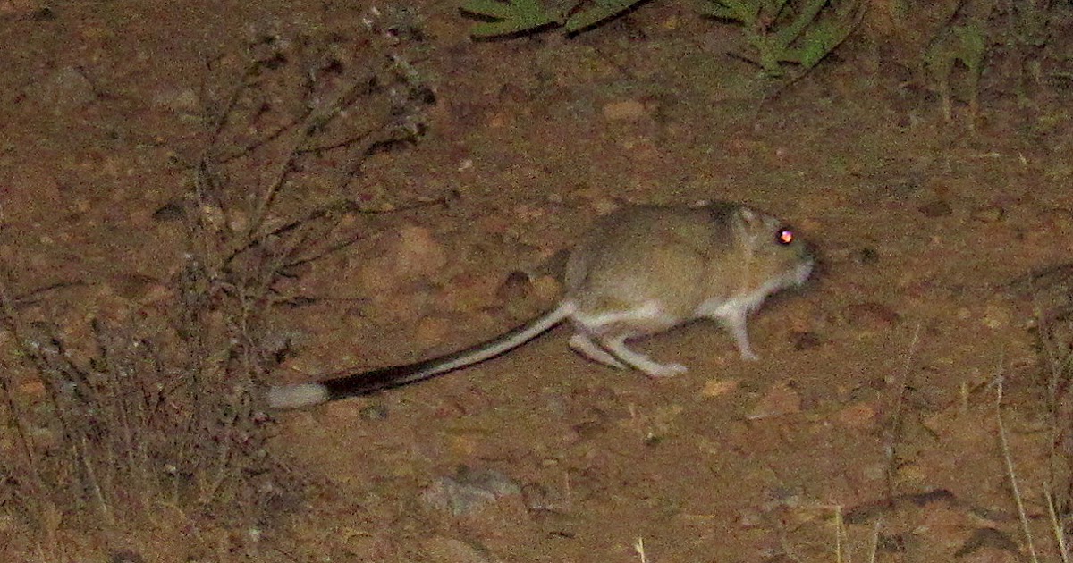 Wanderings through Arizona: Banner-tailed kangaroo rat