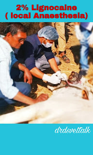 Eye Cancer in Cattle (ocular squamous cell carcinoma)