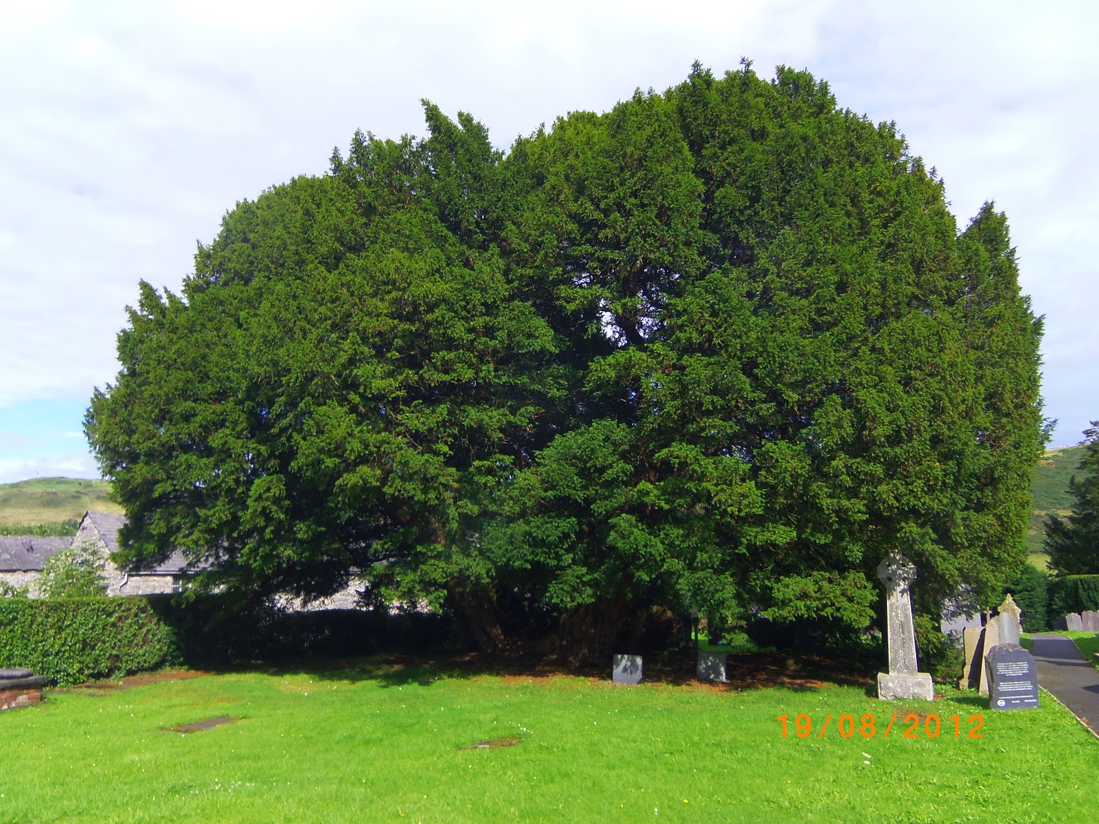 The Greenman: Great Trees of Wales #1: The Llangernyw Yew