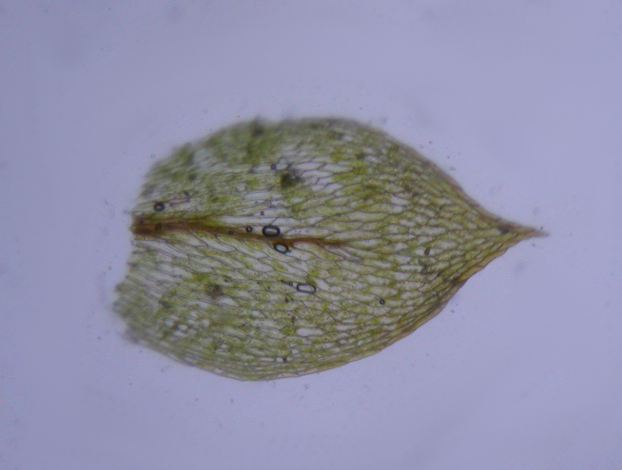 Biodiversity Gatwick: Airport Bryology (Second year survey of mosses ...