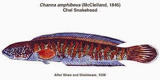 Mahamaya Hiko: Jenis jenis snakehead fish (Channidae family)
