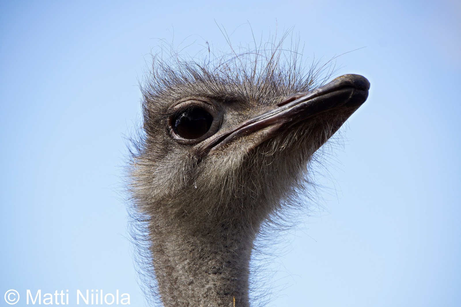 matti metsässä ja muualla: STRUTSI Struthio camelus