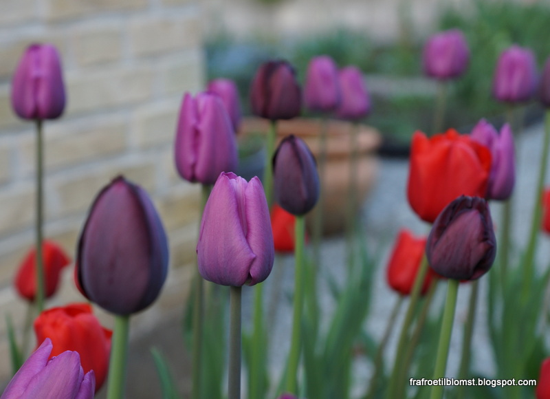 Fra frø til blomst: Dagens tulipaner