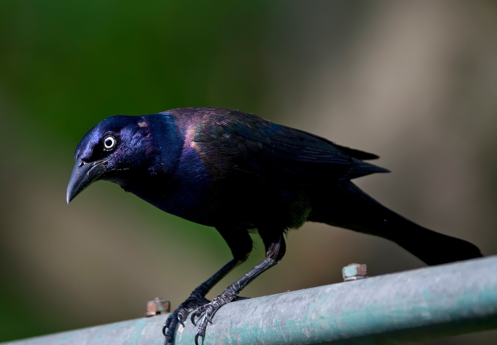 Jersey Digiscoping and More: Sony ALT-55