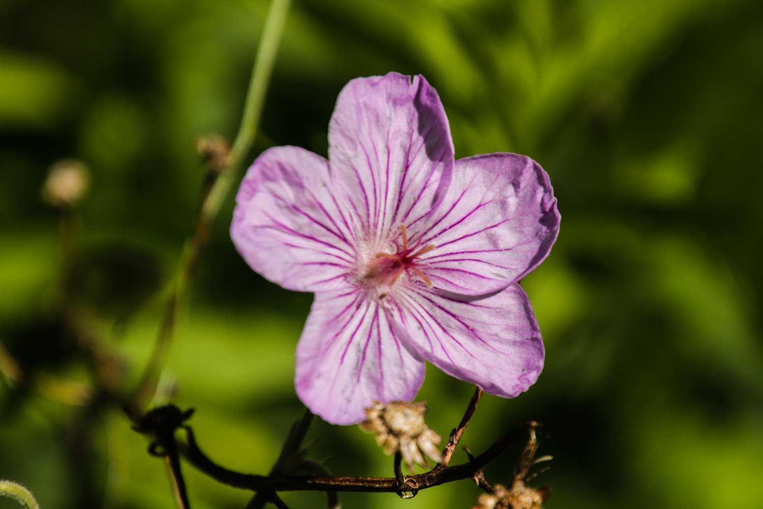 Wasatch Wildflowers: Sticky Geranium (Geranium viscosissimum)