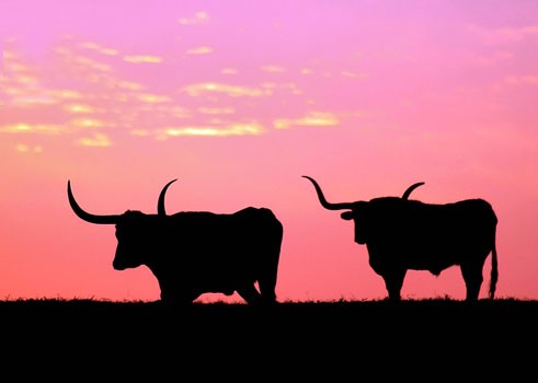 Marsha Harris Scott Splenderosa: October is Pink Ribbon Month