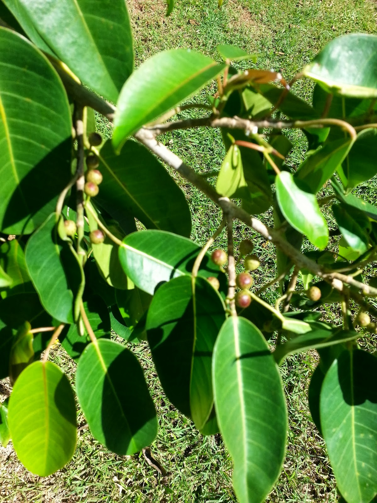 INVENTARIO DE ESPECIES EN EL SECTOR EL PASTILLO ISABELA, PUERTO RICO ...