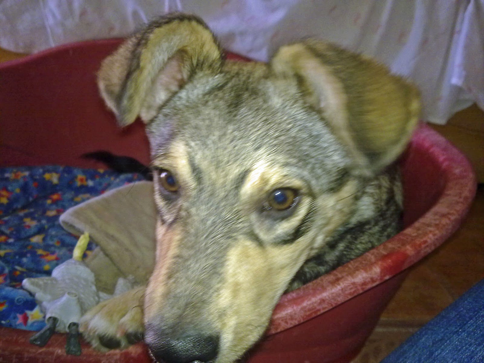 Animales en adopción: Se va a la perrera!!!!! Valencia