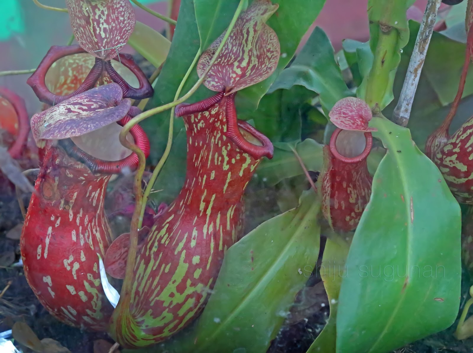 Cranium Bolts: Lalbagh flower show 2020