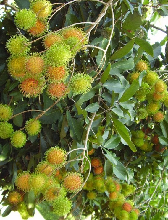 TENTANG RAMBUTAN