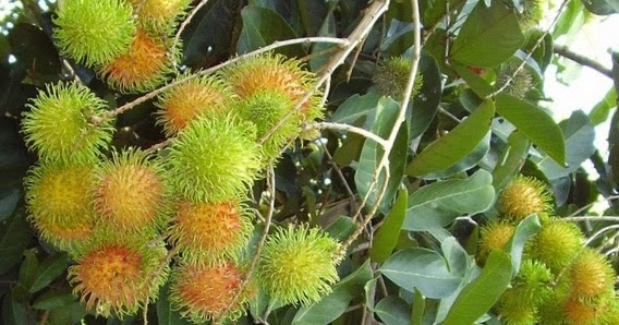 TENTANG RAMBUTAN