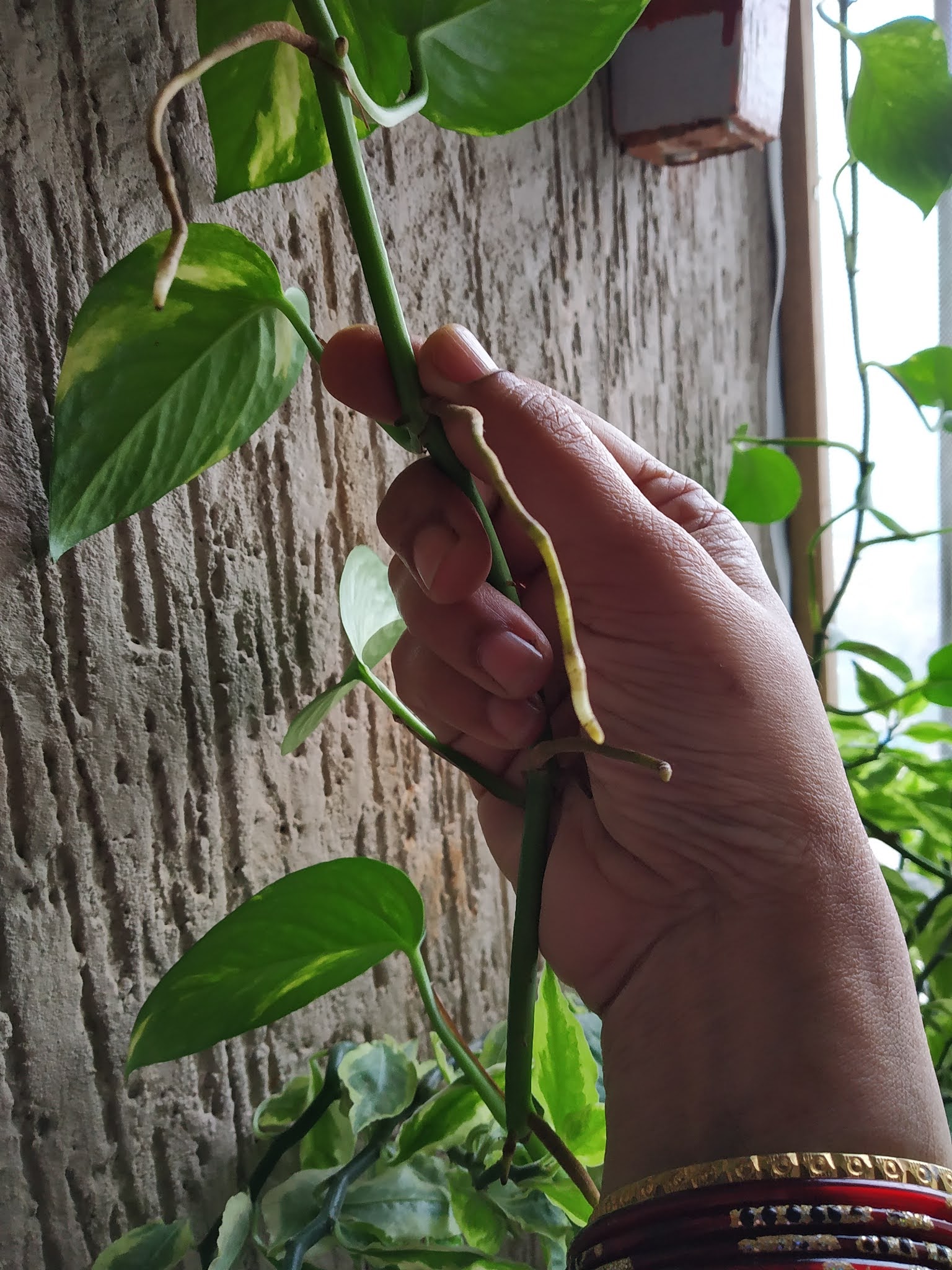 Garden Care Simplified: Money plant Infinity technique, money plant ...