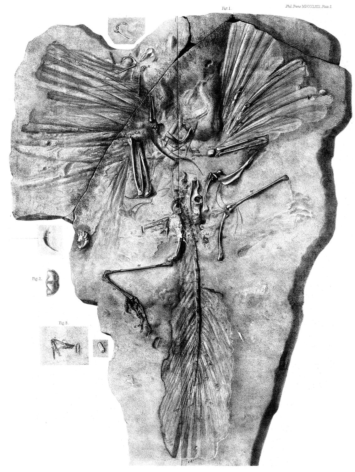 AGATHAUMAS: Archaeopteryx lithographica 1861-2011