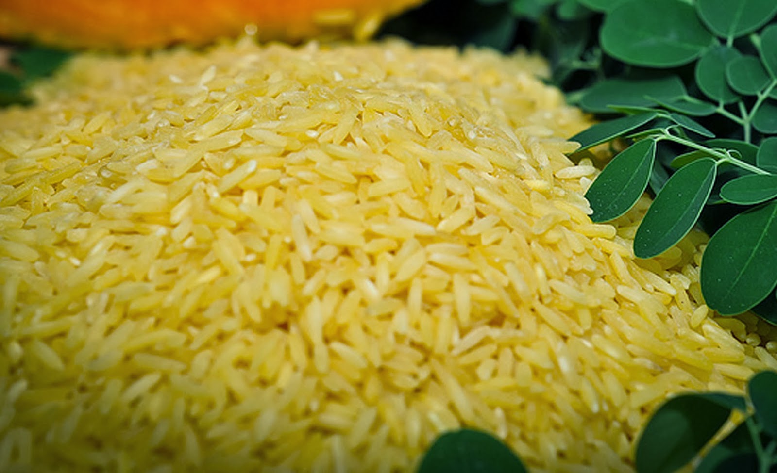 Genetically modified ‘Golden Rice’ coming in 2016 - HD Photos