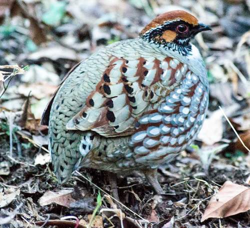 Hill partridge | Birds of India | Bird World
