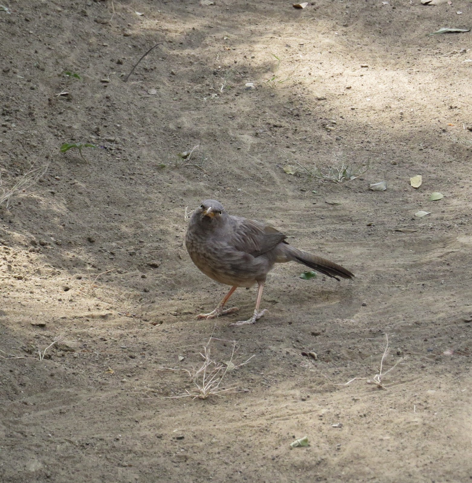 WWF-MSO: Glory of Allapalli, Hemalkasa - Gadchiroli