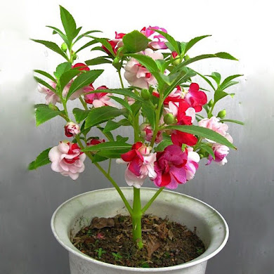 Alto Jardines HN: Flor Vinca "Chula"